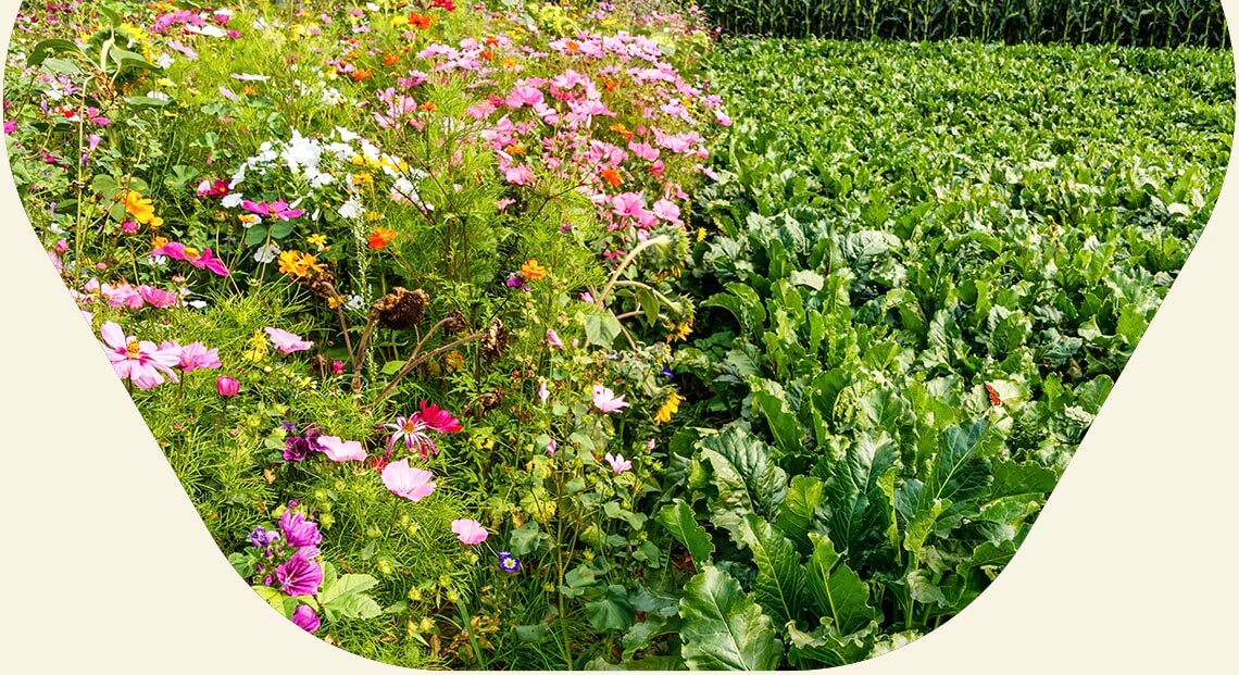 Flower strips: a habitat with positive effects for insects